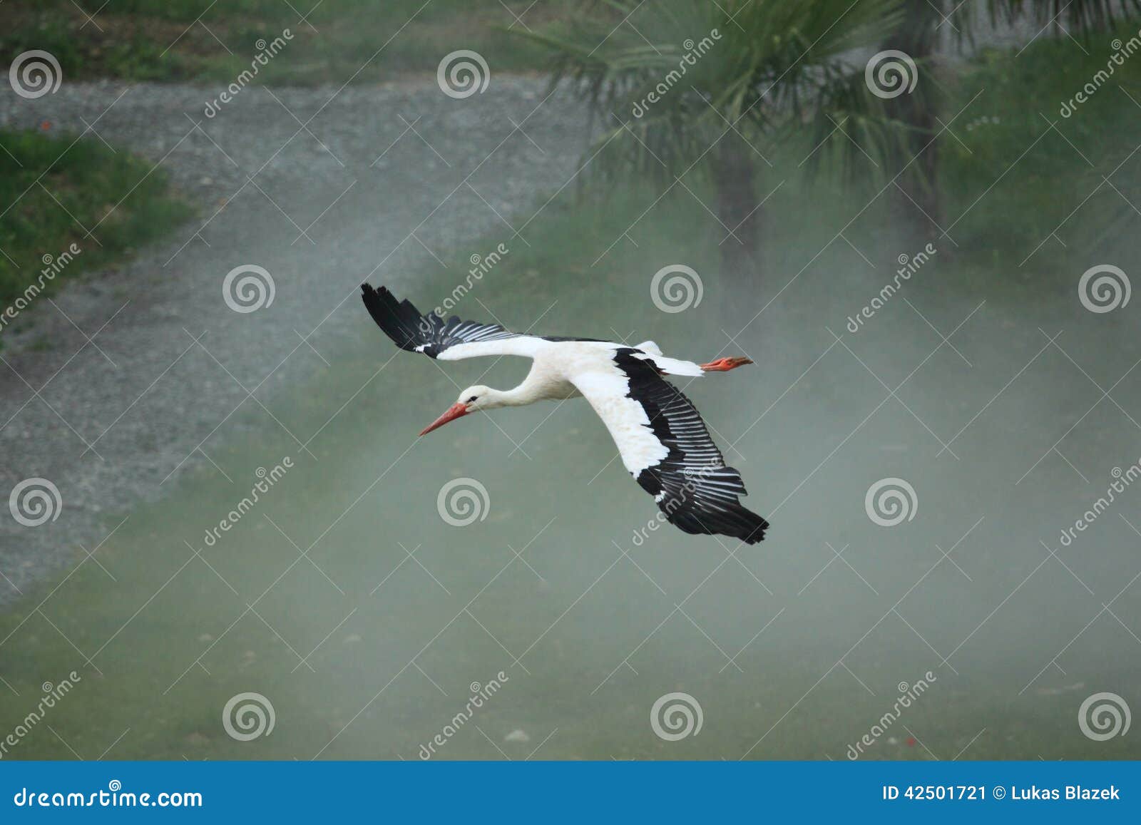 Flying white stork stock image. Image of flying, animal - 42501721