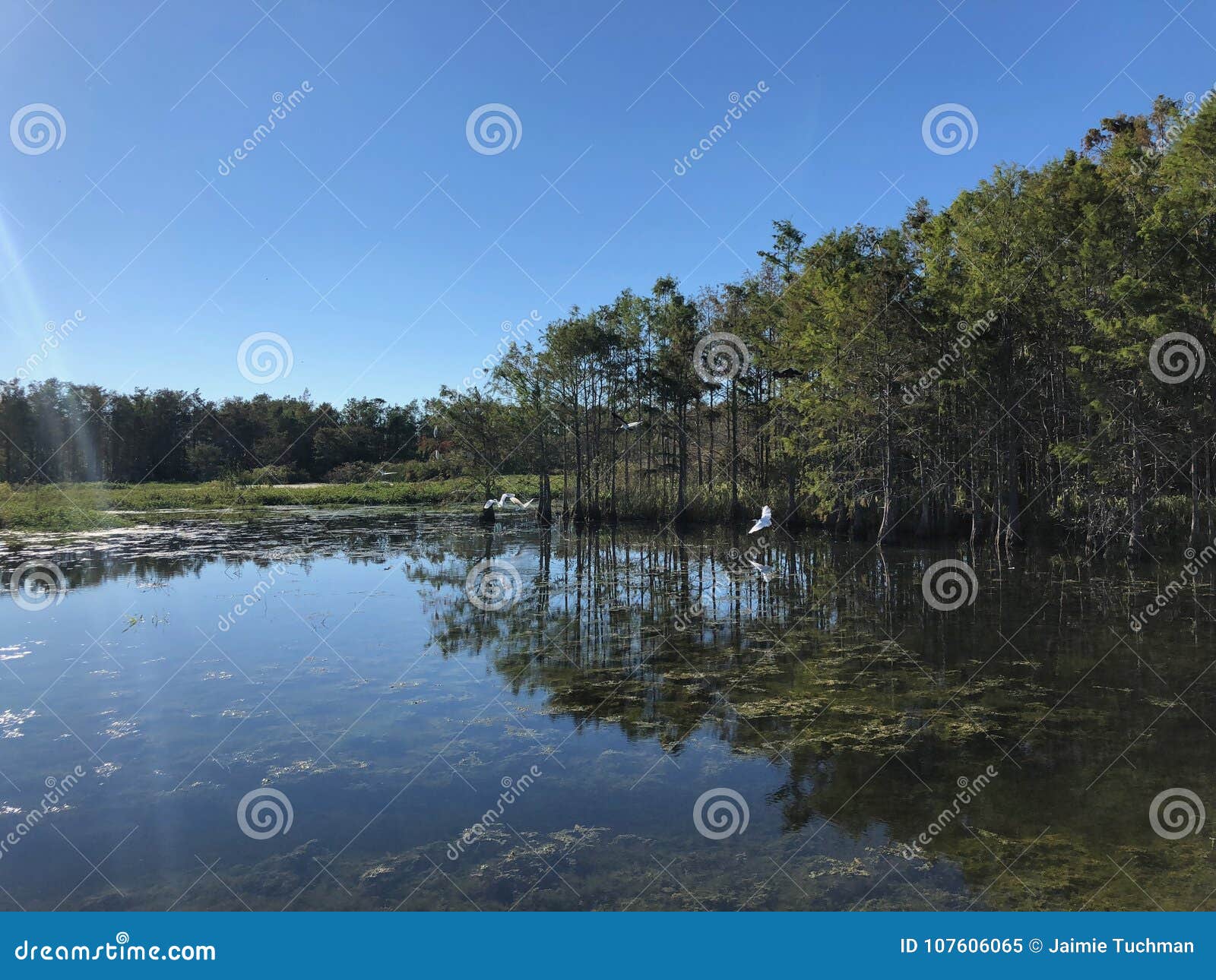 Flying white swamp birds stock image. Image of algae - 107606065