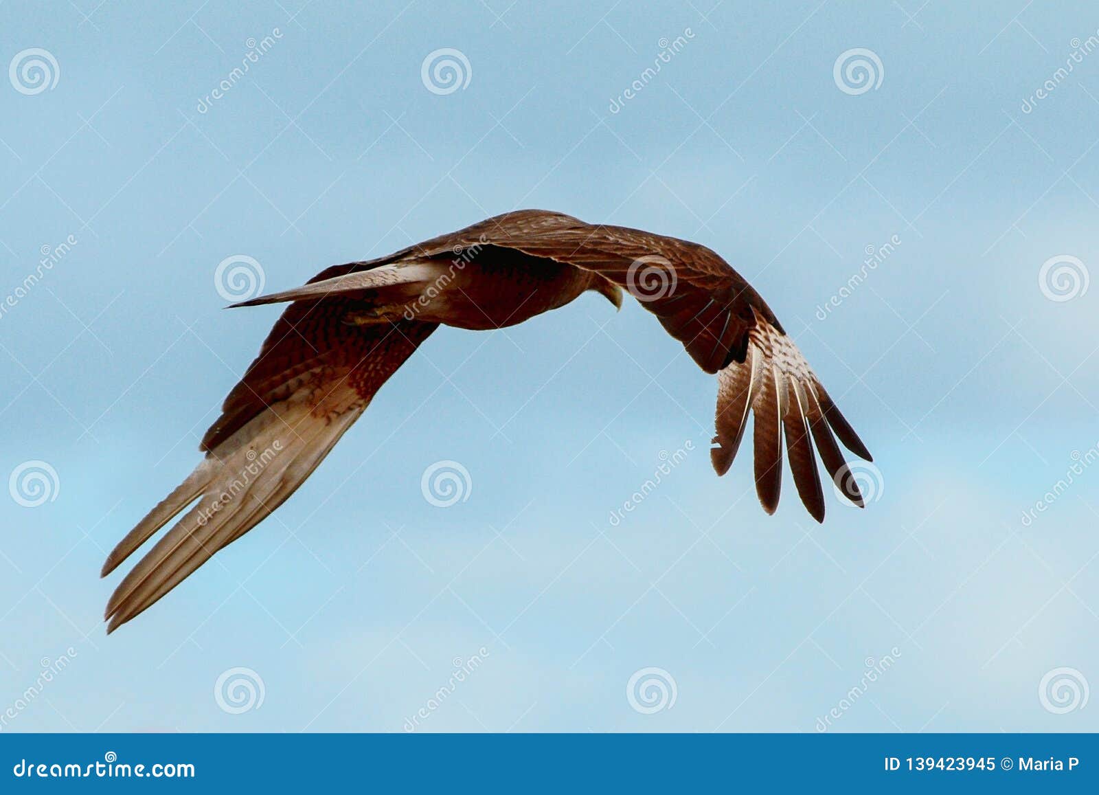 Flying Wild Bird in Blue Sky Stock Image - Image of flying, beach ...