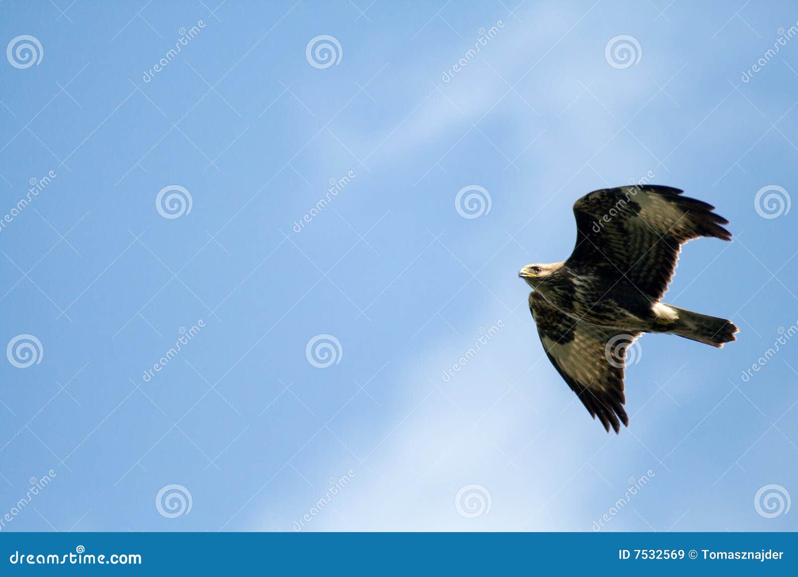 Flying wild birds stock image. Image of black, outdoor - 7532569