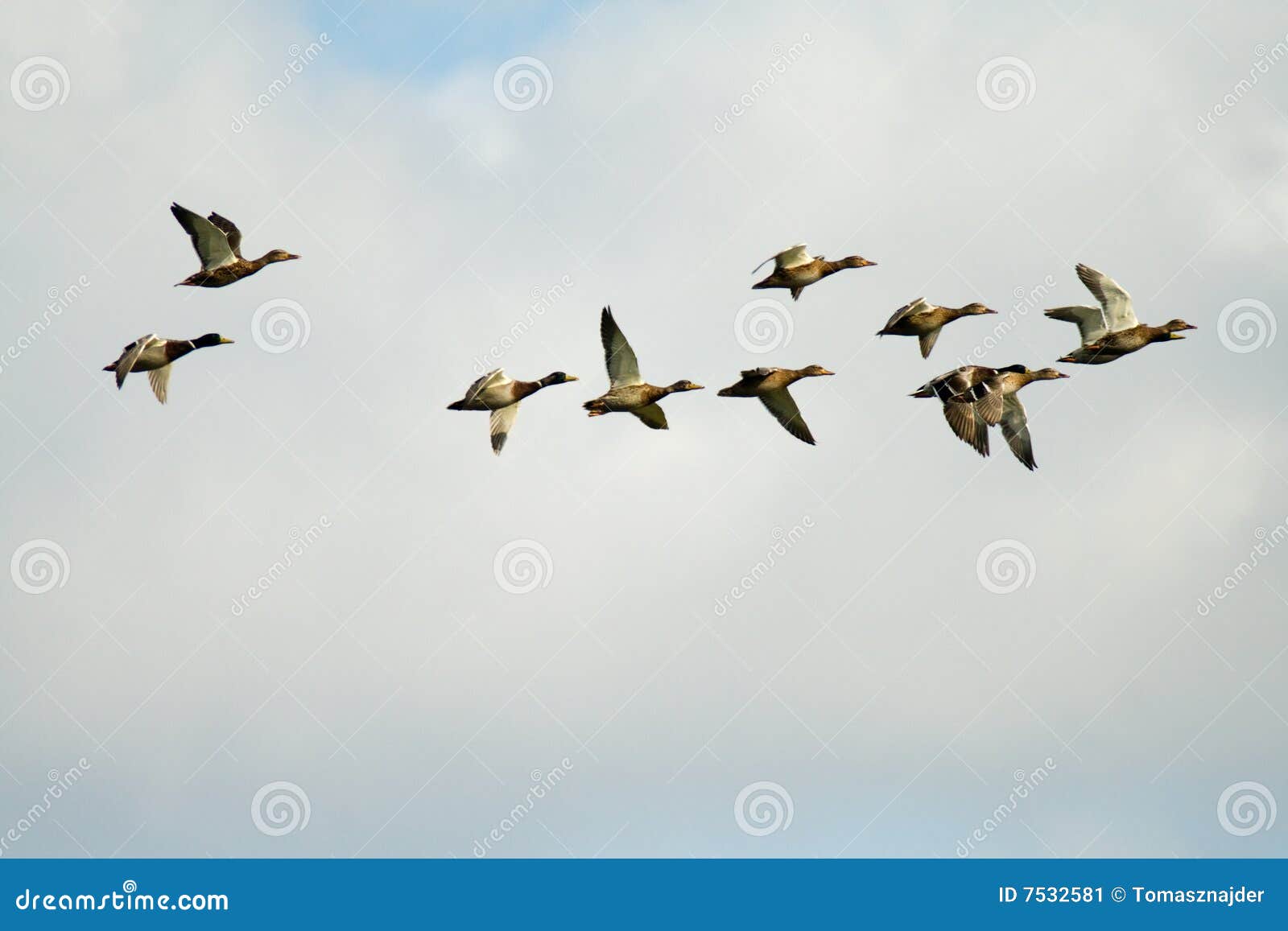 Flying wild birds stock image. Image of heaven, outdoor - 7532581