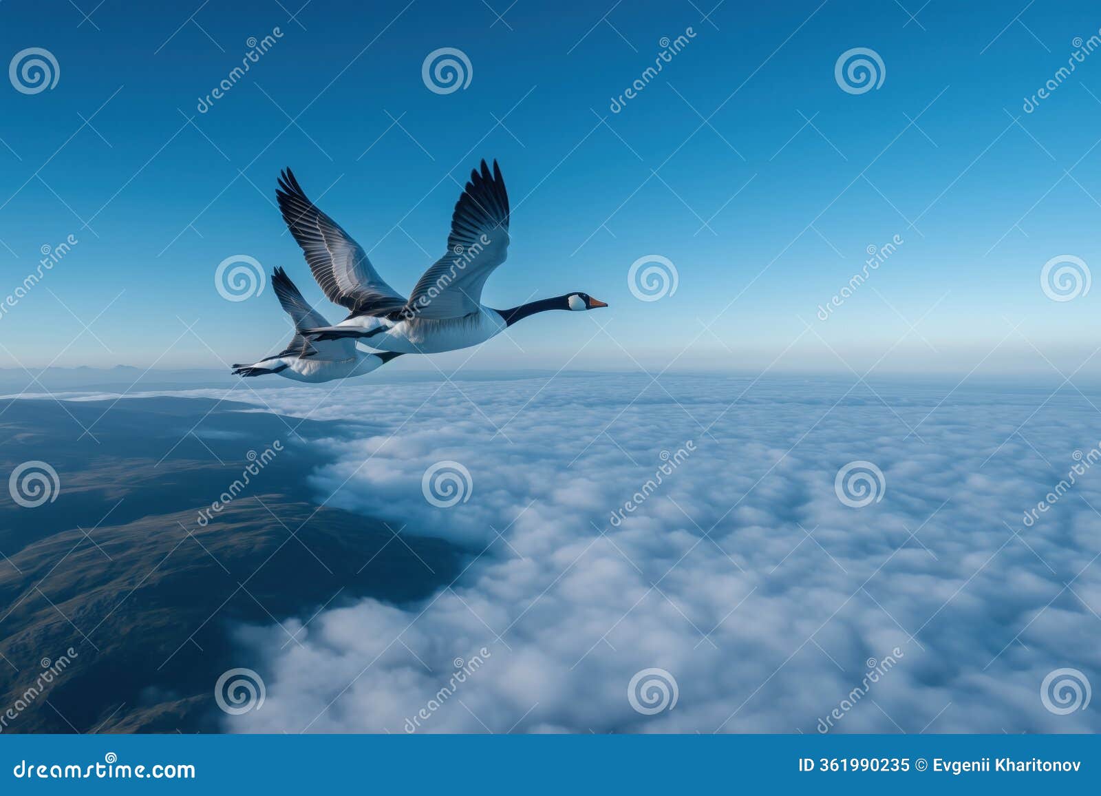 Geese Fly Sky Clouds Coloring Page Stock Illustration | CartoonDealer ...