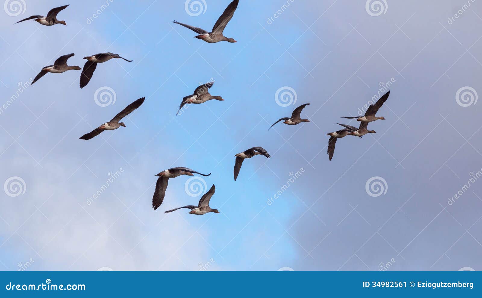 Flying Wild Geese in the Morning Light Stock Image - Image of moving ...