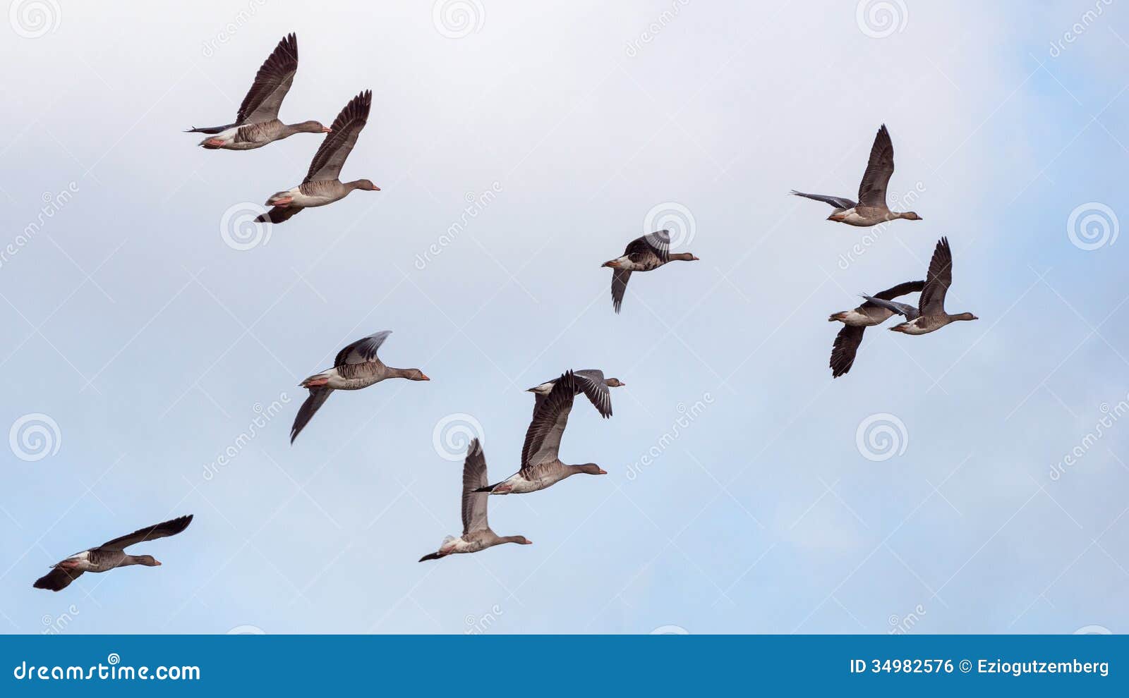Flying Wild Geese in the Morning Light Stock Photo - Image of winter ...