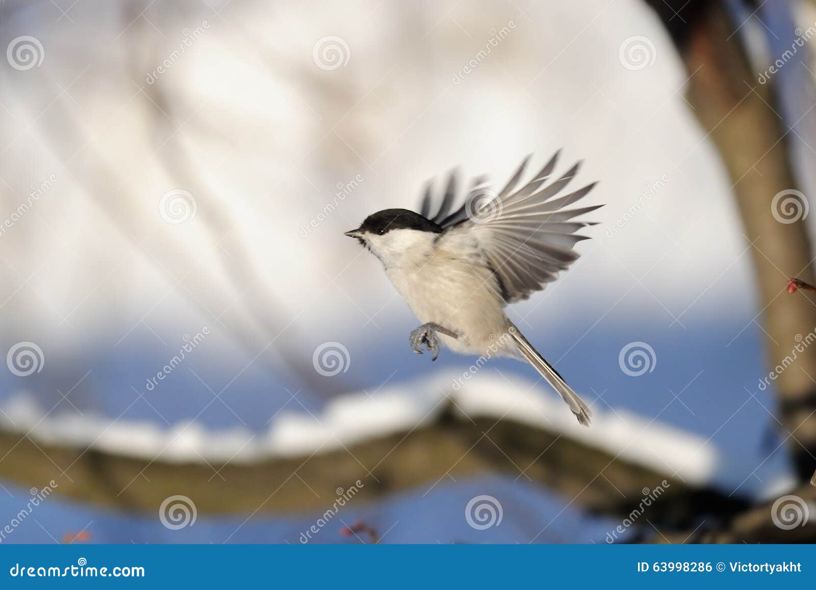 Flying Willow Tit in Winter Forest Stock Photo - Image of flight ...