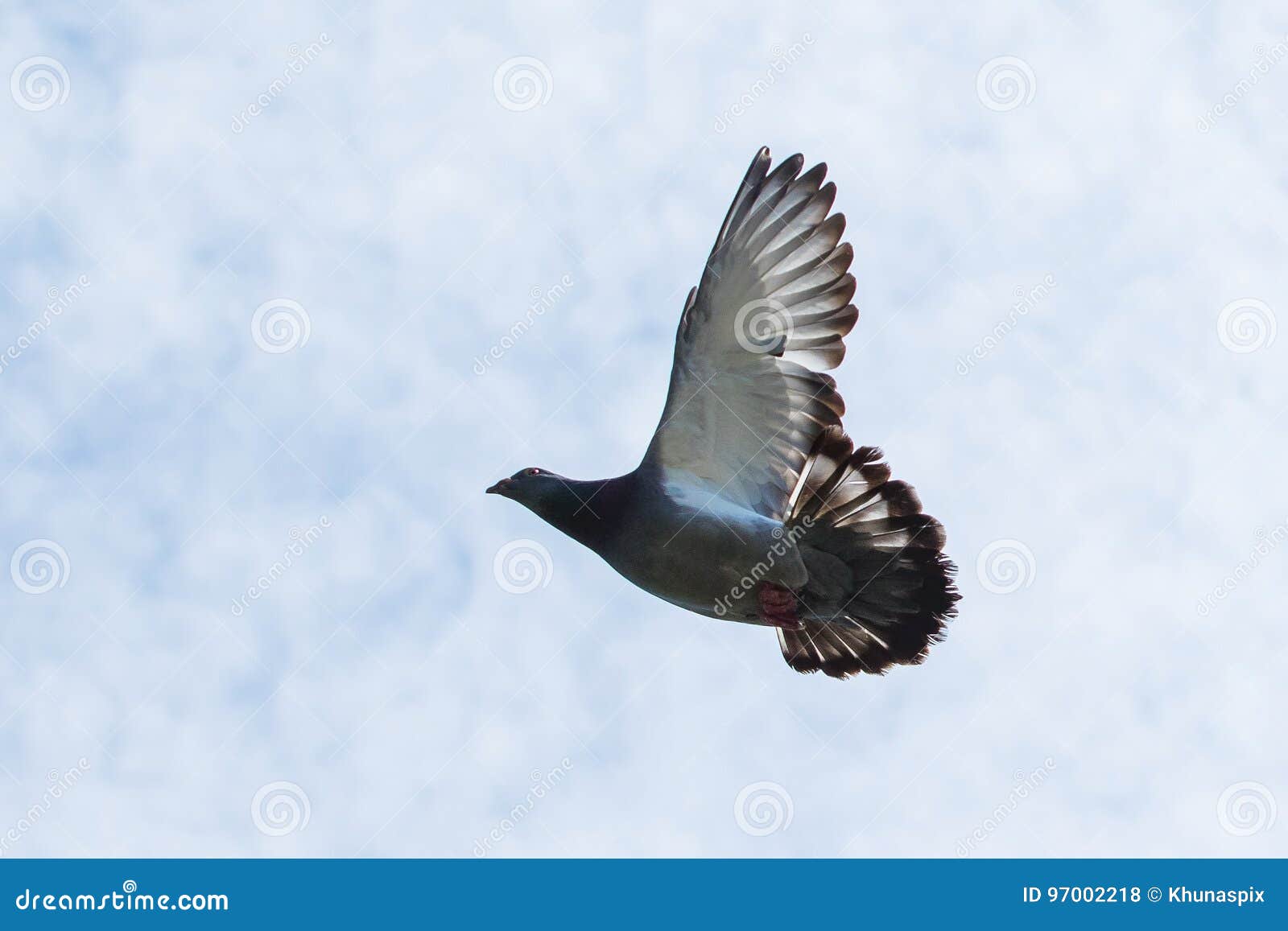 Flying Wing of Homing Pigeon Against White Sky Stock Photo - Image of ...