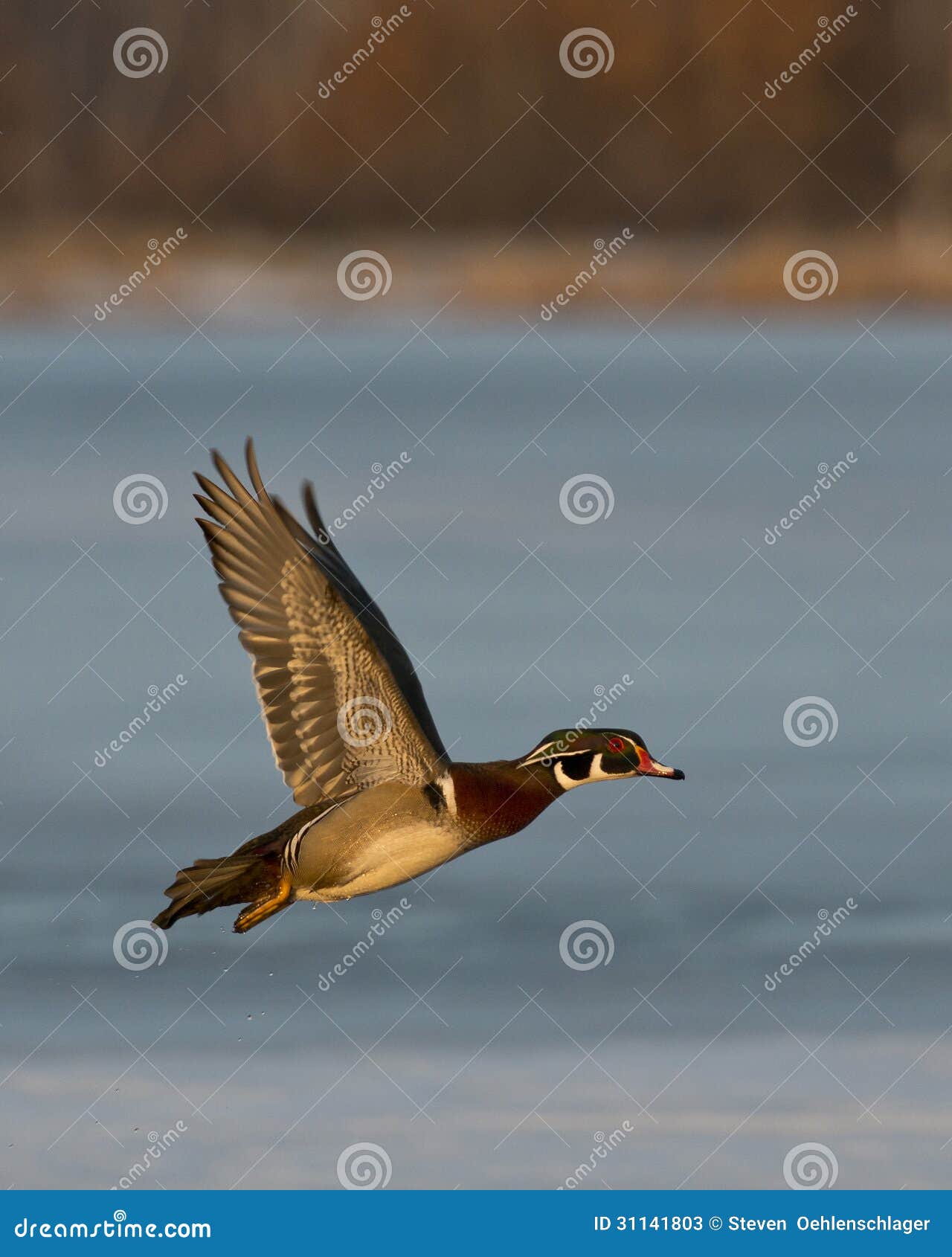 Flying Wood Duck stock image. Image of wood, brilliant - 31141803