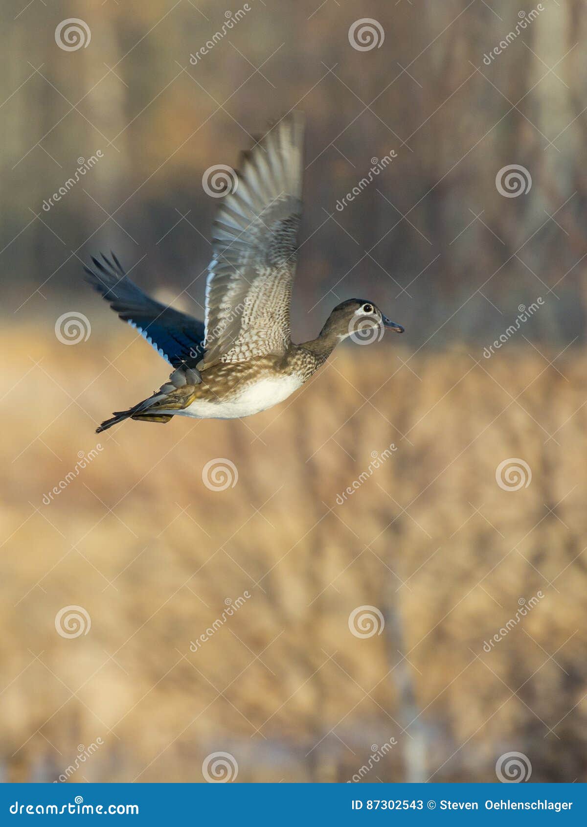 Flying Wood Duck stock image. Image of spring, wood, early - 87302543