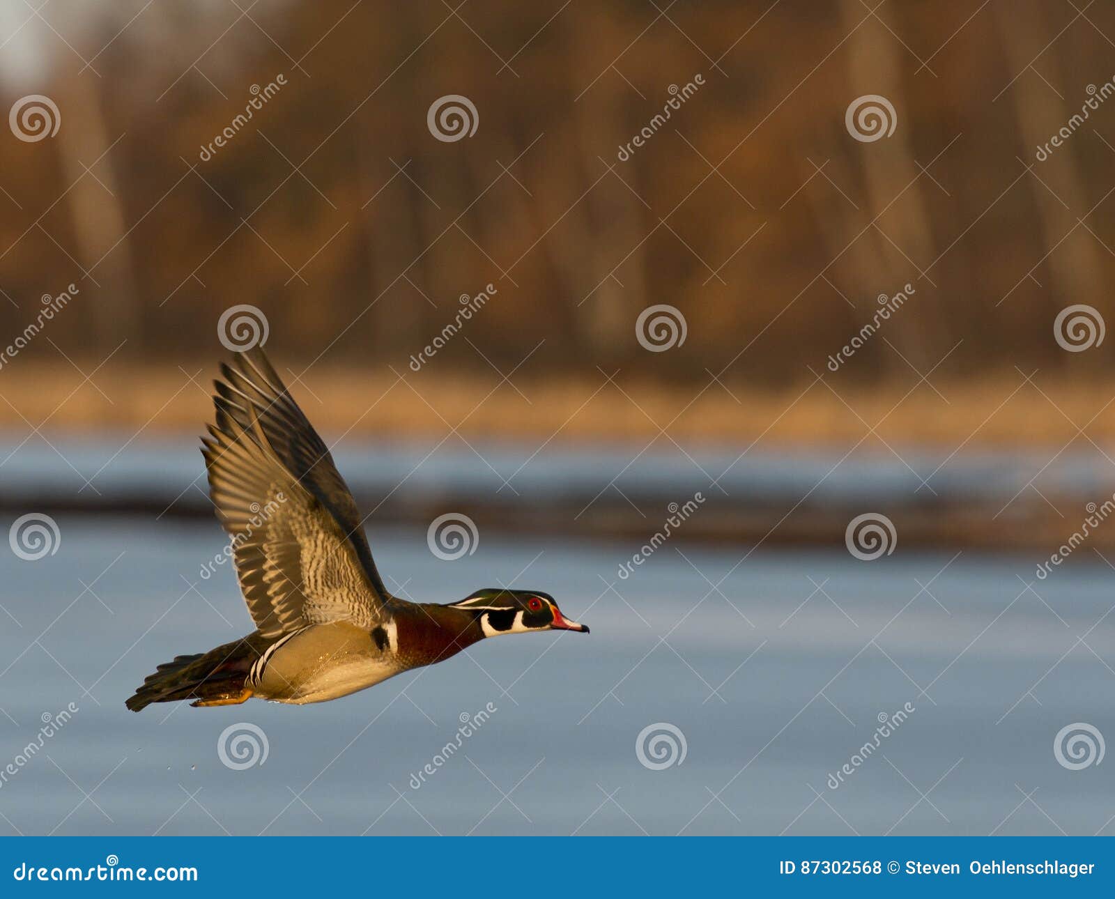 Flying Wood Duck stock photo. Image of hunt, early, woodduck - 87302568