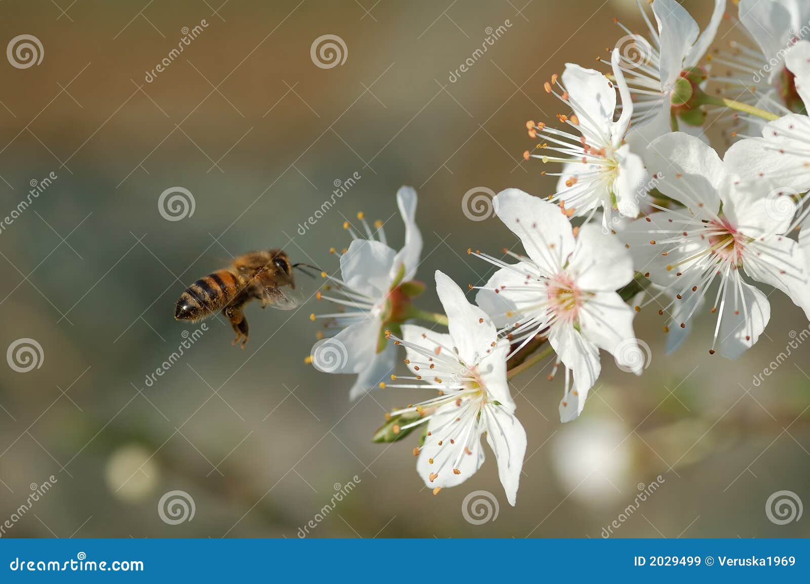 Flying worker bee stock image. Image of insect, bush, pollination - 2029499