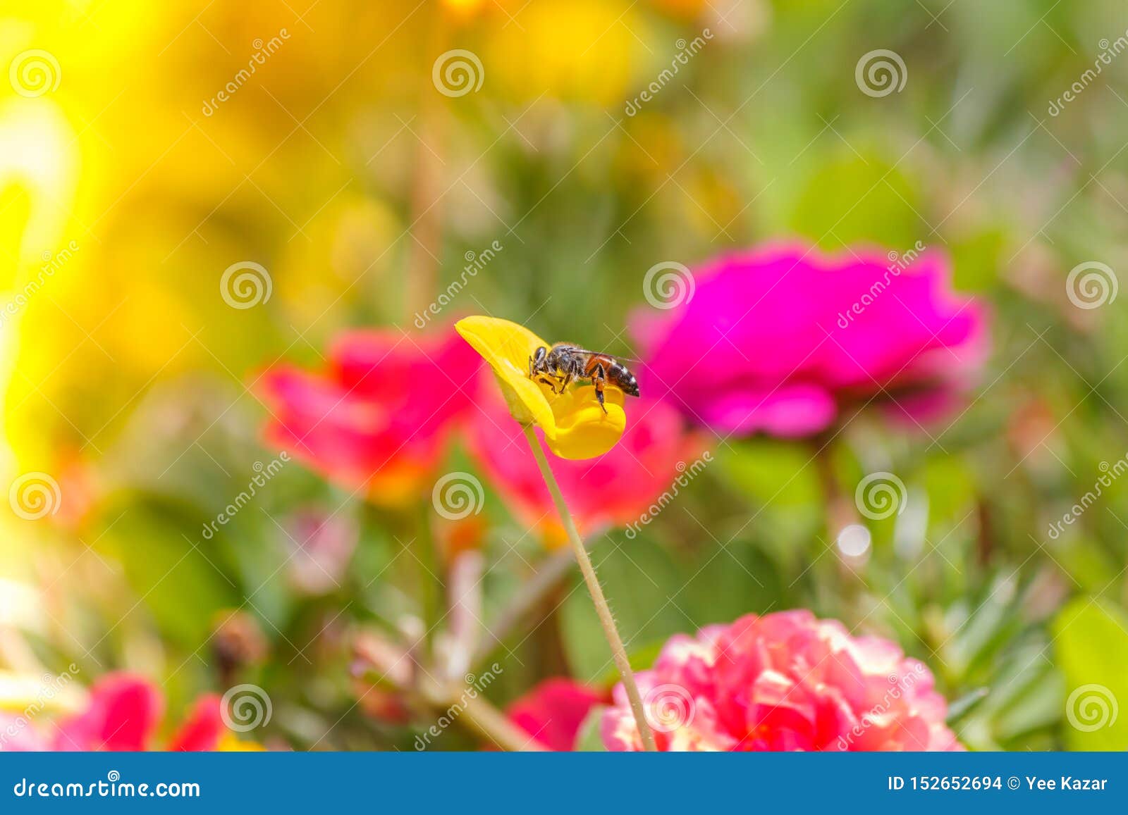 Flying Worker Honey Bee with Bee Pollen Feeding on Pinto Peanut Stock ...
