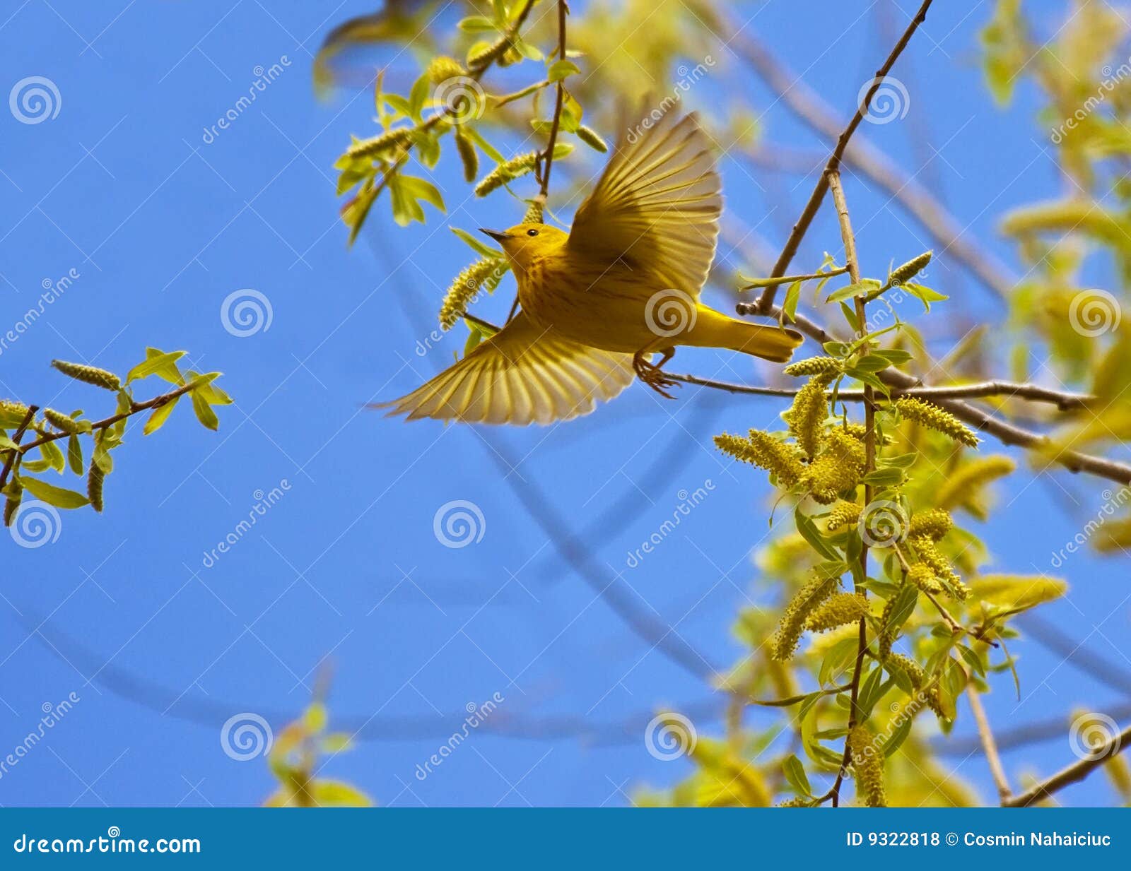 Flying Yellow Warbler stock photo. Image of freedom, enjoyment - 9322818