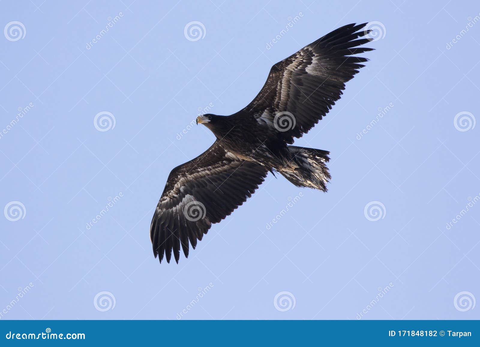 Flying Man. Young Man Falling Down On Sky Background. Royalty-Free ...