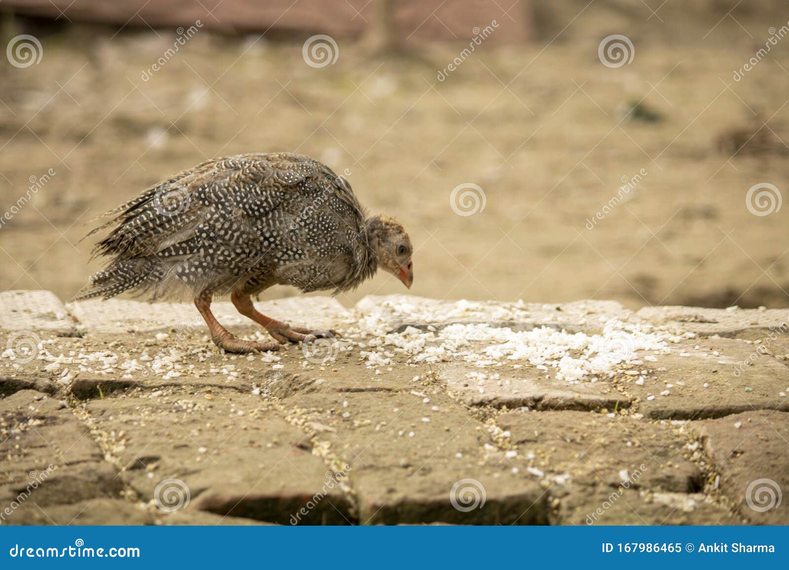 Teetar Stock Photos - Free & Royalty-Free Stock Photos from Dreamstime