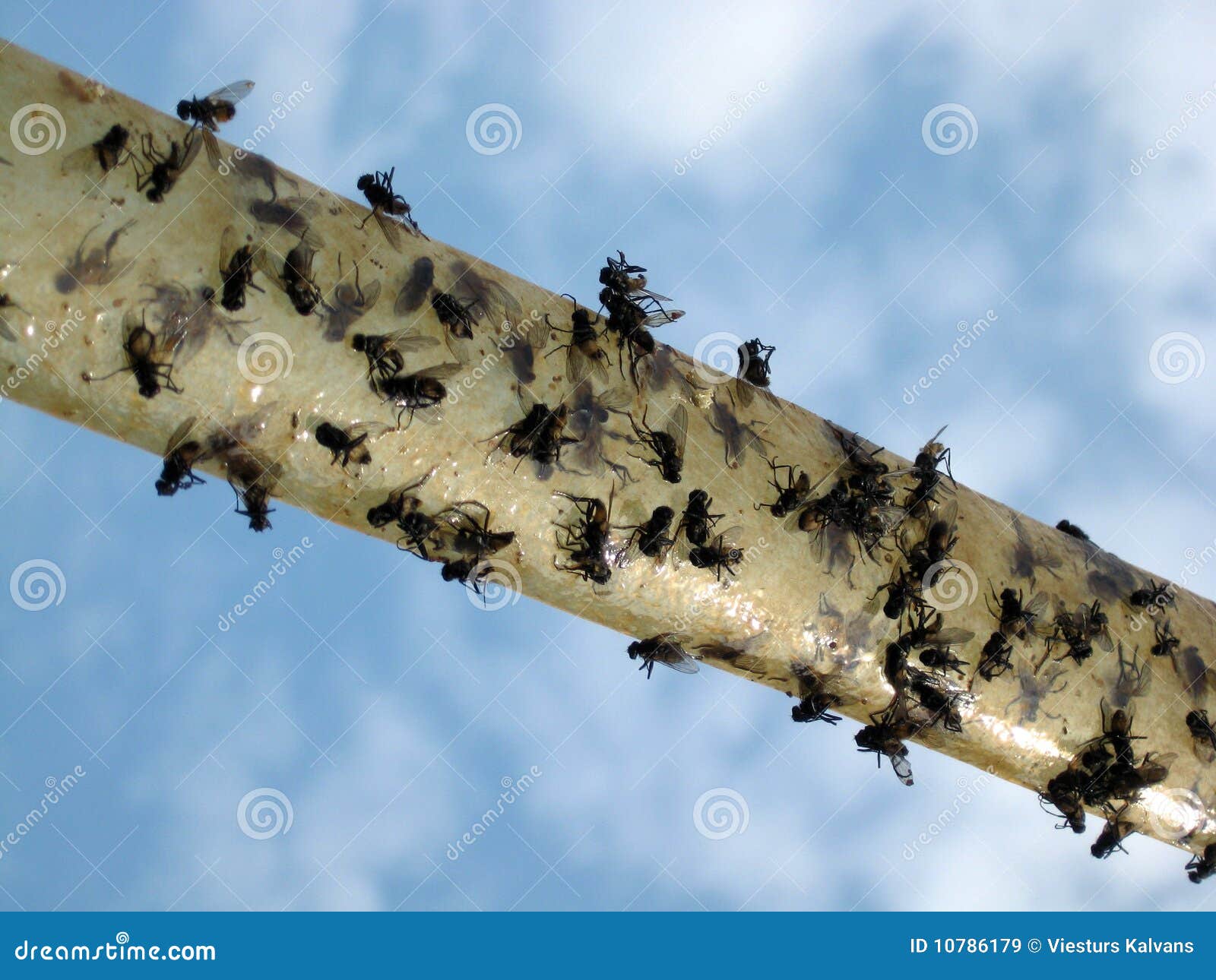 Flypaper stock image. Image of dead, close, kill, flies - 10786179