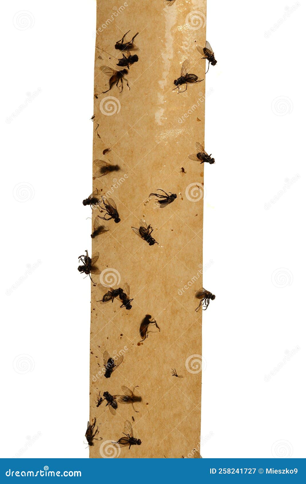 Flies Glued On Sticky Flypaper Closeup, On White Background. Trap For ...
