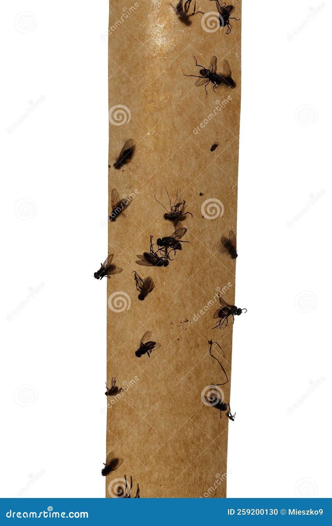 Flies Glued On Sticky Flypaper On White Background. Trap For Flies Or ...