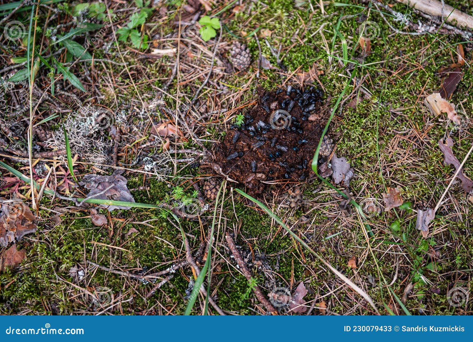 Flys on a pile of shit stock image. Image of ground - 230079433