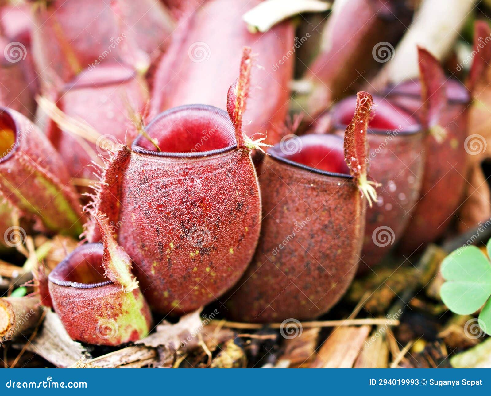 Flytrap Predatory Carnivorous Monkey Cups Plant, Tropical Pitcher ...