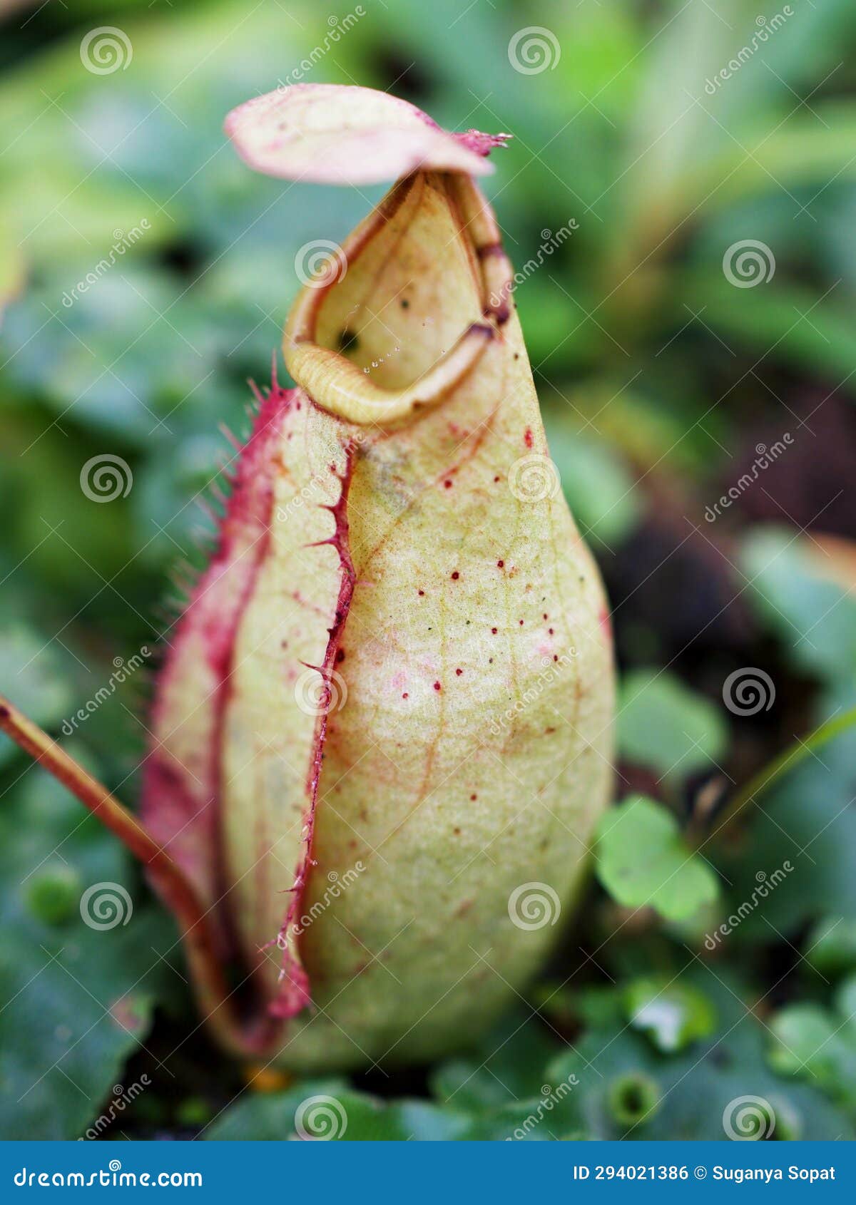 Flytrap Predatory Carnivorous Monkey Cups Plant, Tropical Pitcher ...