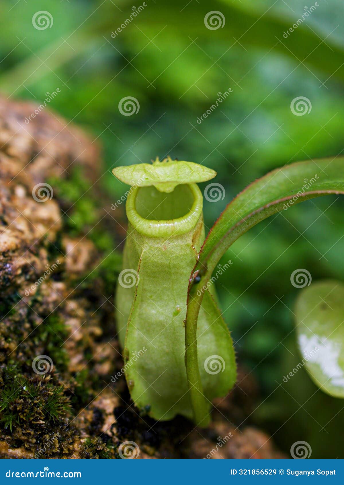 Predatory Carnivorous Monkey Cups Plant, Tropical Pitcher Plants ...