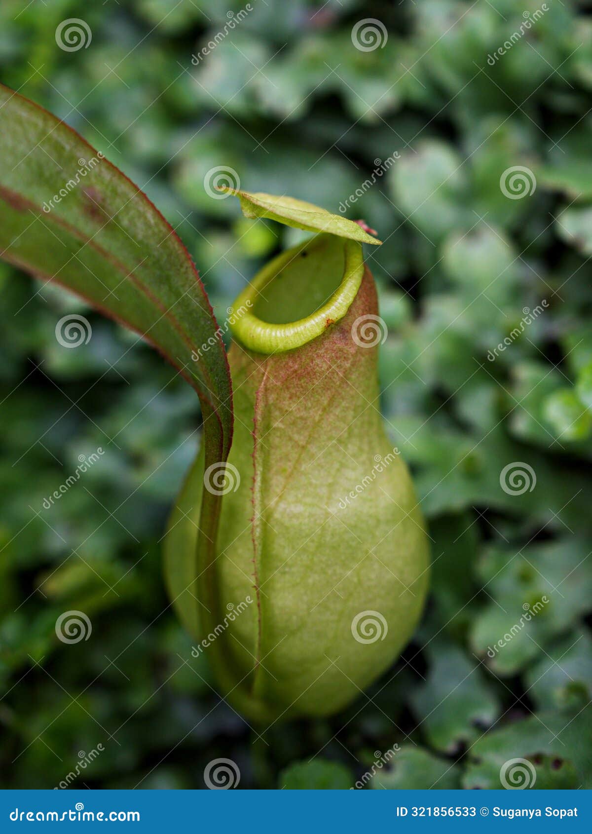Predatory Carnivorous Plant Monkey Cups Nepenthes, A Beautiful Red ...