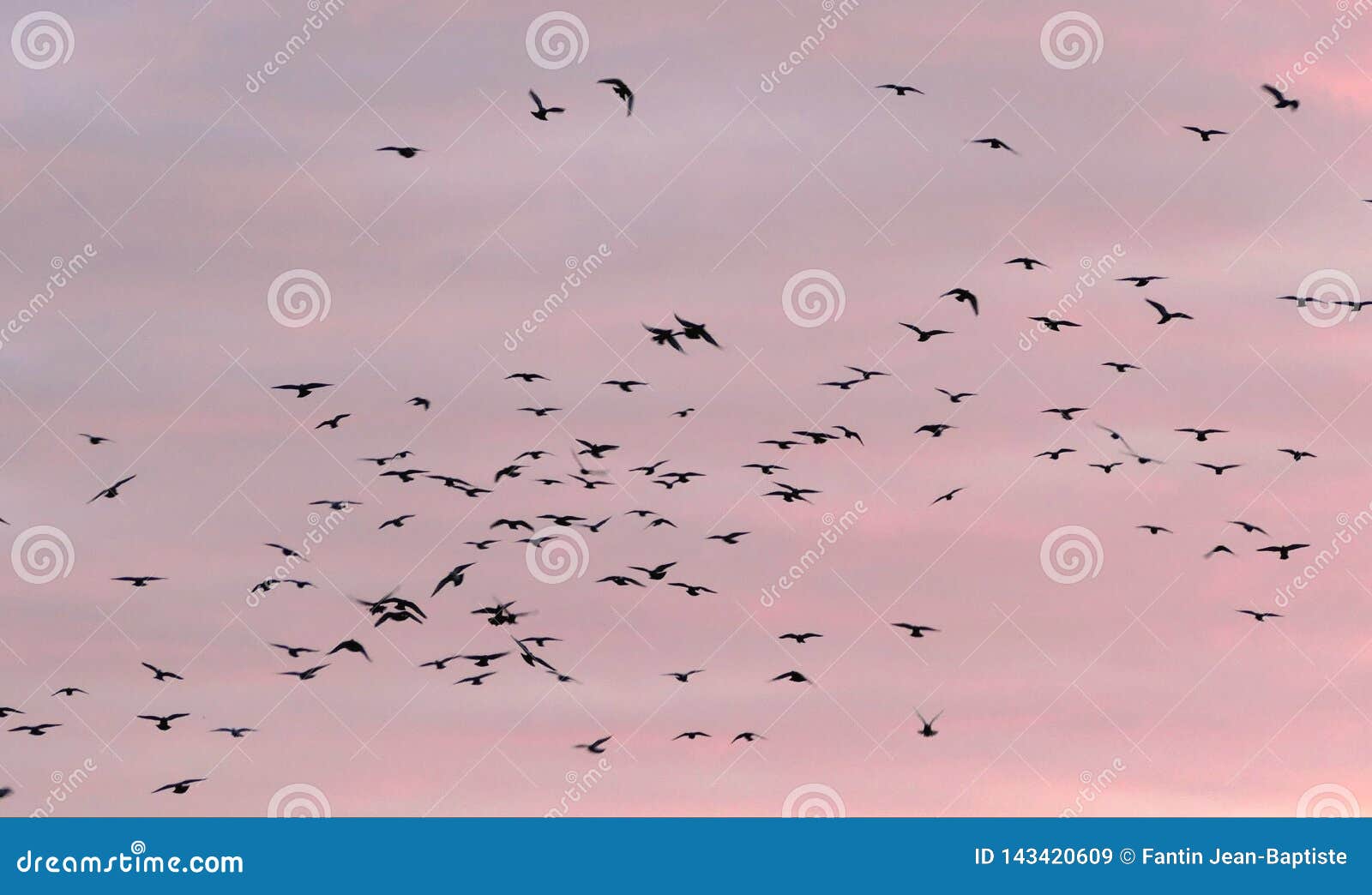 Sunset birds stock image. Image of flyying, bird, sunset - 143420609