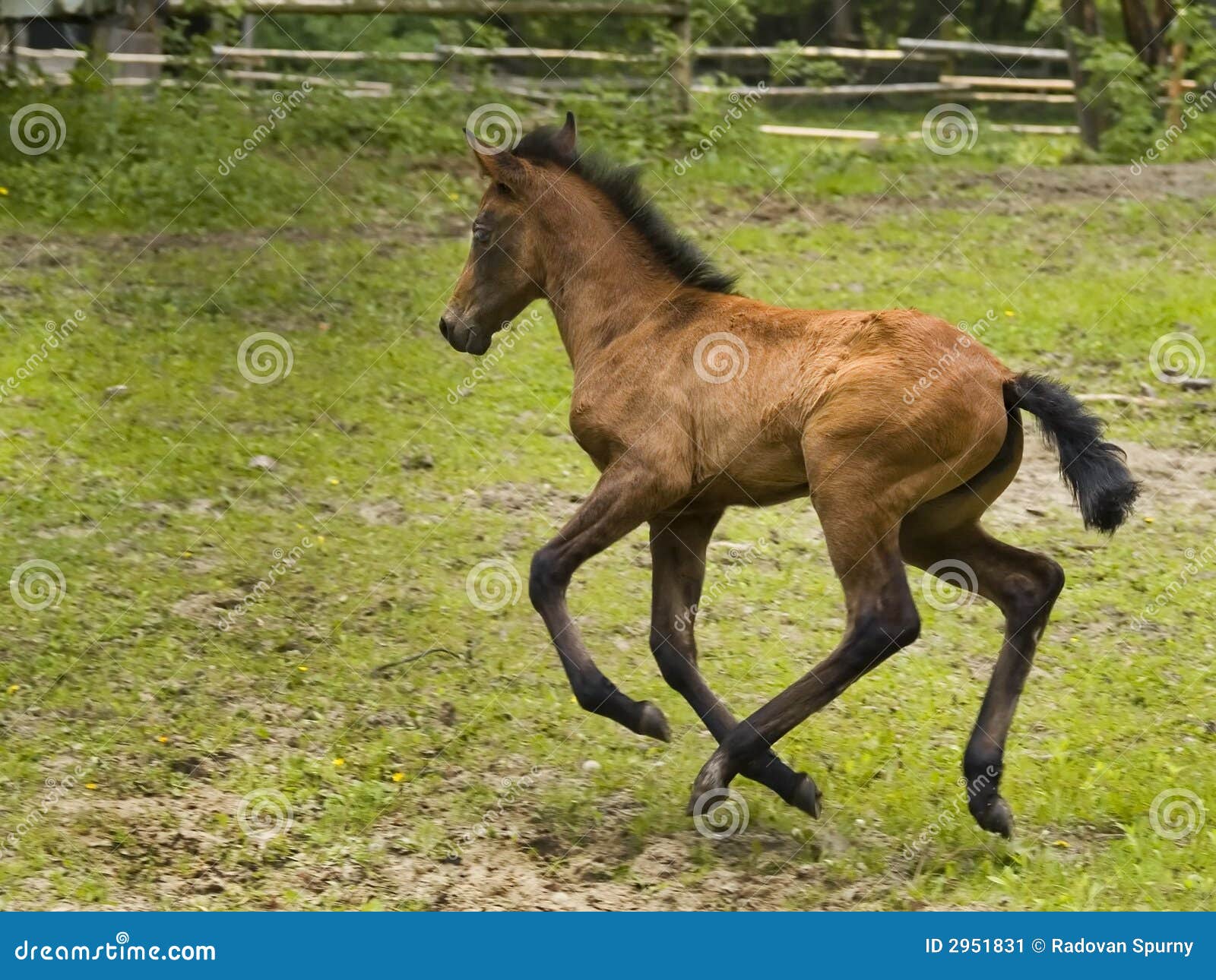 Foal stock image. Image of foal, running, colt, young - 2951831