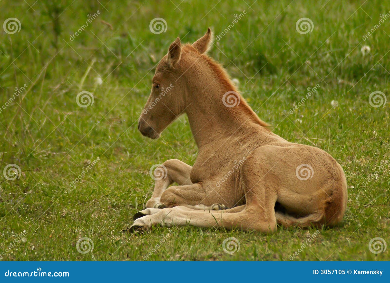 Foal stock image. Image of horse, animals, cute, purebred - 3057105