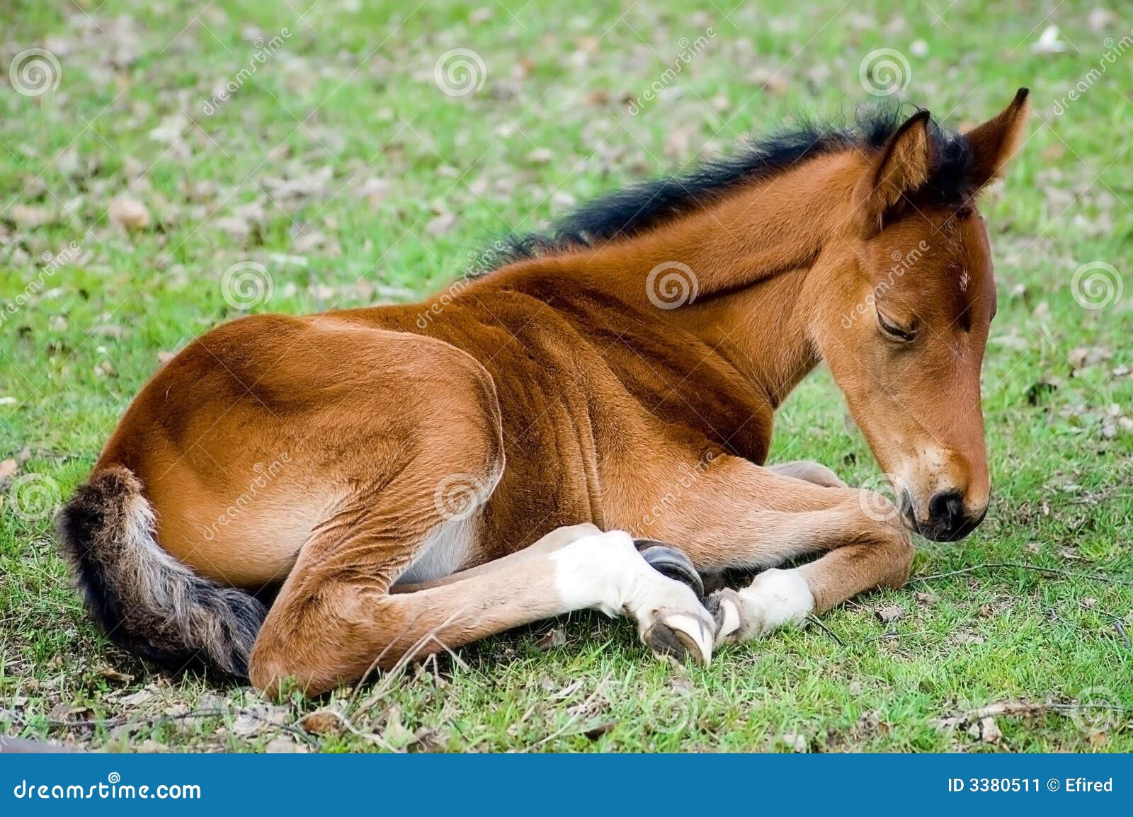 Foal stock image. Image of individuality, outdoors, purebred - 3380511