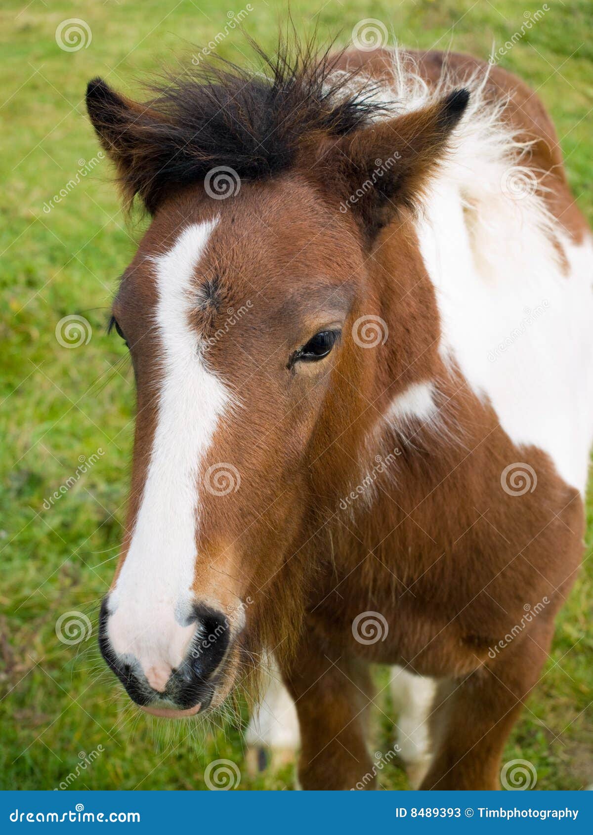 Foal stock image. Image of nature, field, head, pasture - 8489393