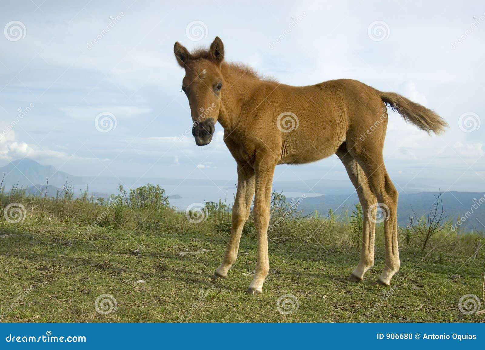 Foal stock photo. Image of mane, domesticated, tagaytay - 906680