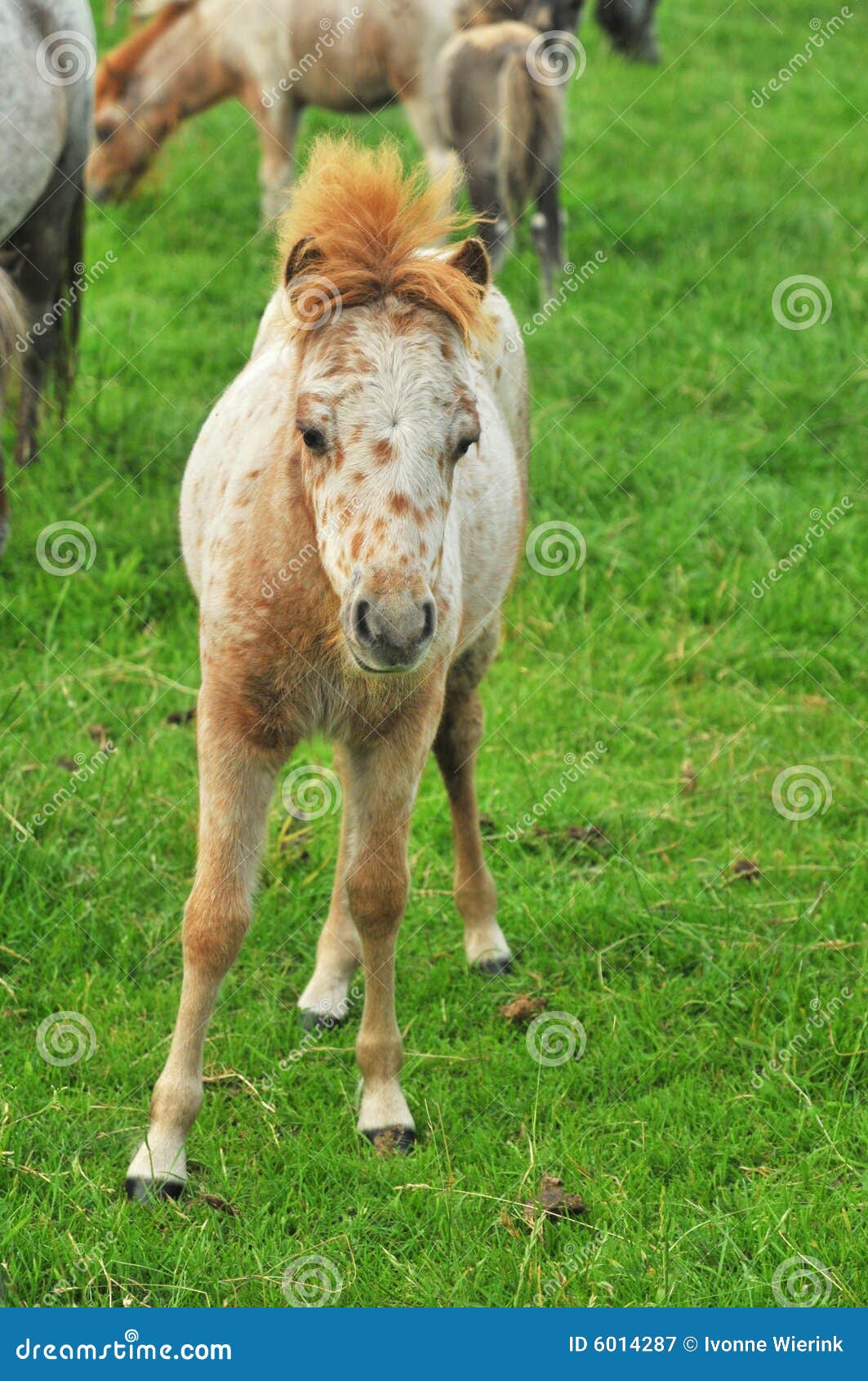 Foal from American Mini Horses Stock Image - Image of fily, little: 6014287