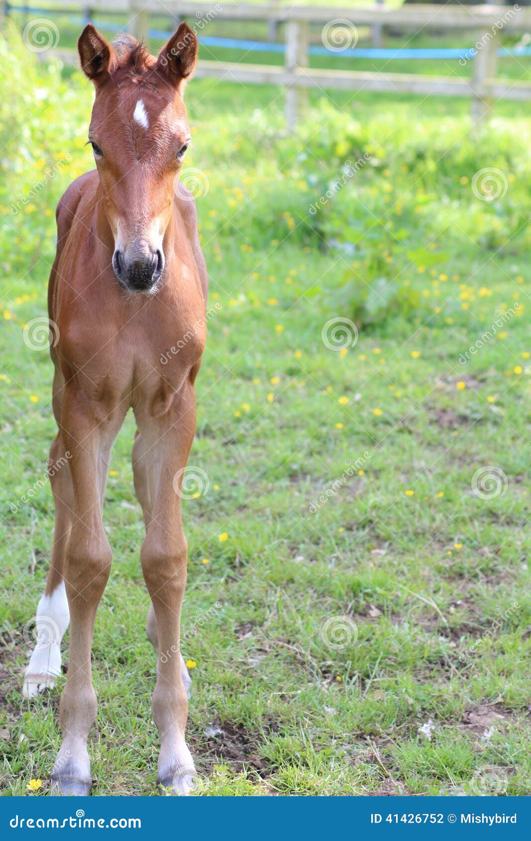 A foal stock photo. Image of riding, stand, baby, filly - 41426752