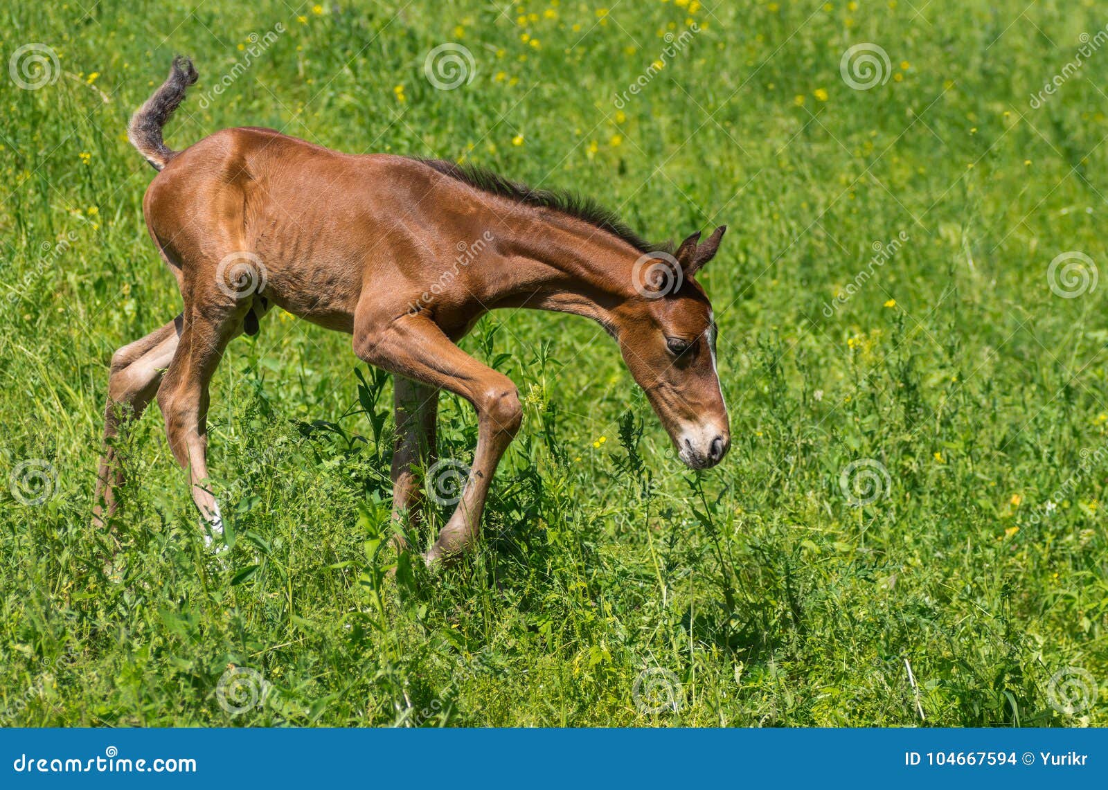 Newborn Foal Doing First Steps Stock Photos - Free & Royalty-Free Stock ...