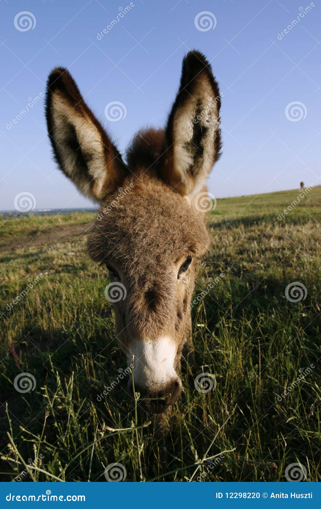 The Donkey Or Ass Equus Africanus Asinus Is A Domesticated Member Of ...