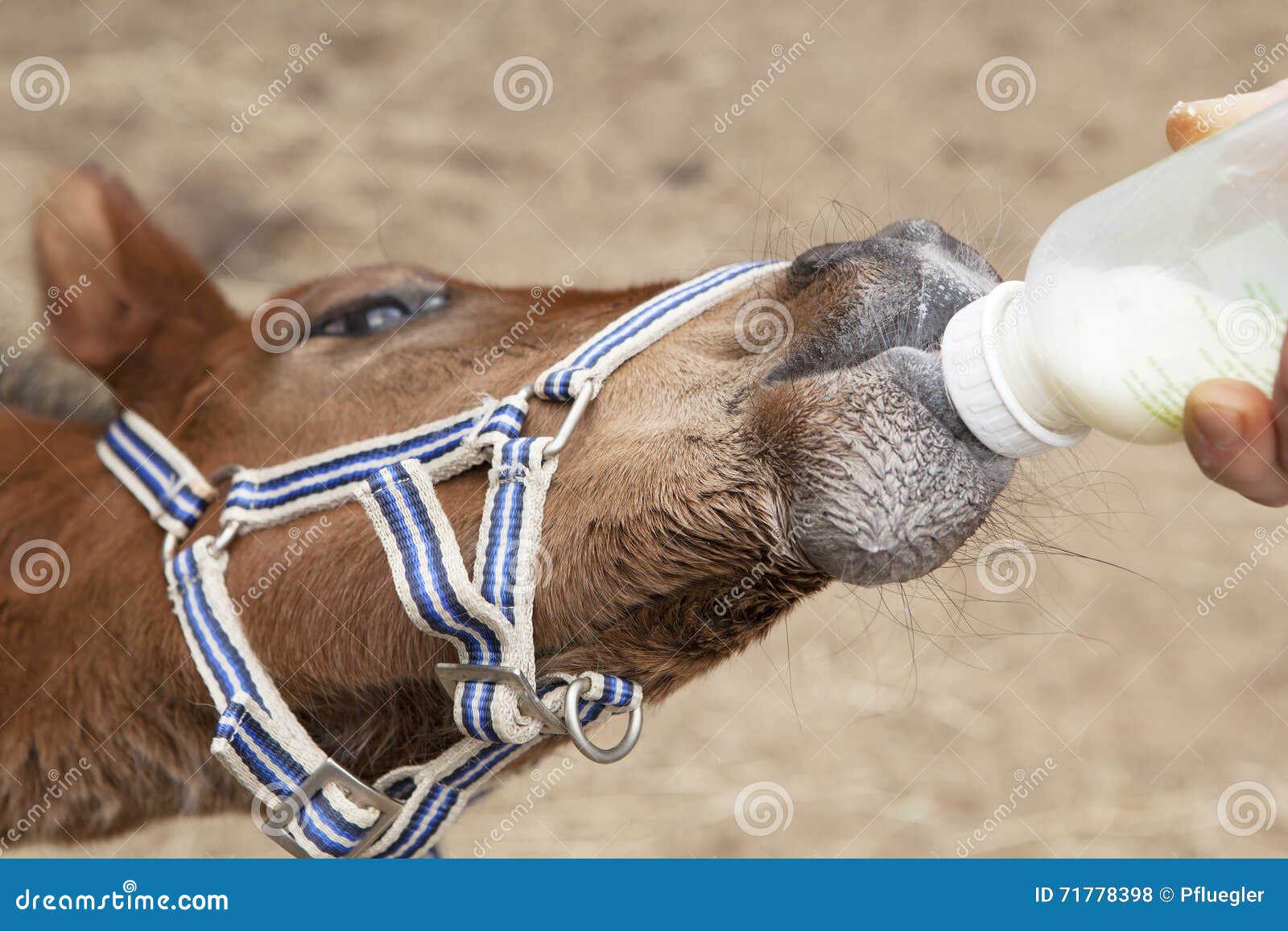 Foal drinking from bottle stock photo. Image of livestock - 71778398