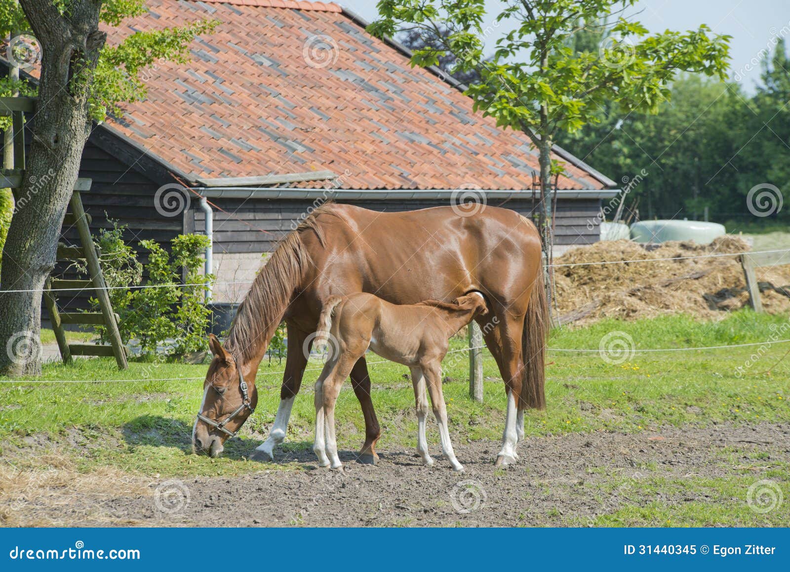 Foal drinking milk stock image. Image of agriculture - 31440345