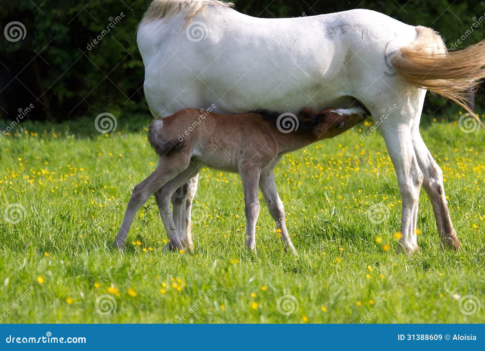 Foal is Drinking Mother Milk Stock Image - Image of beautiful, horse ...