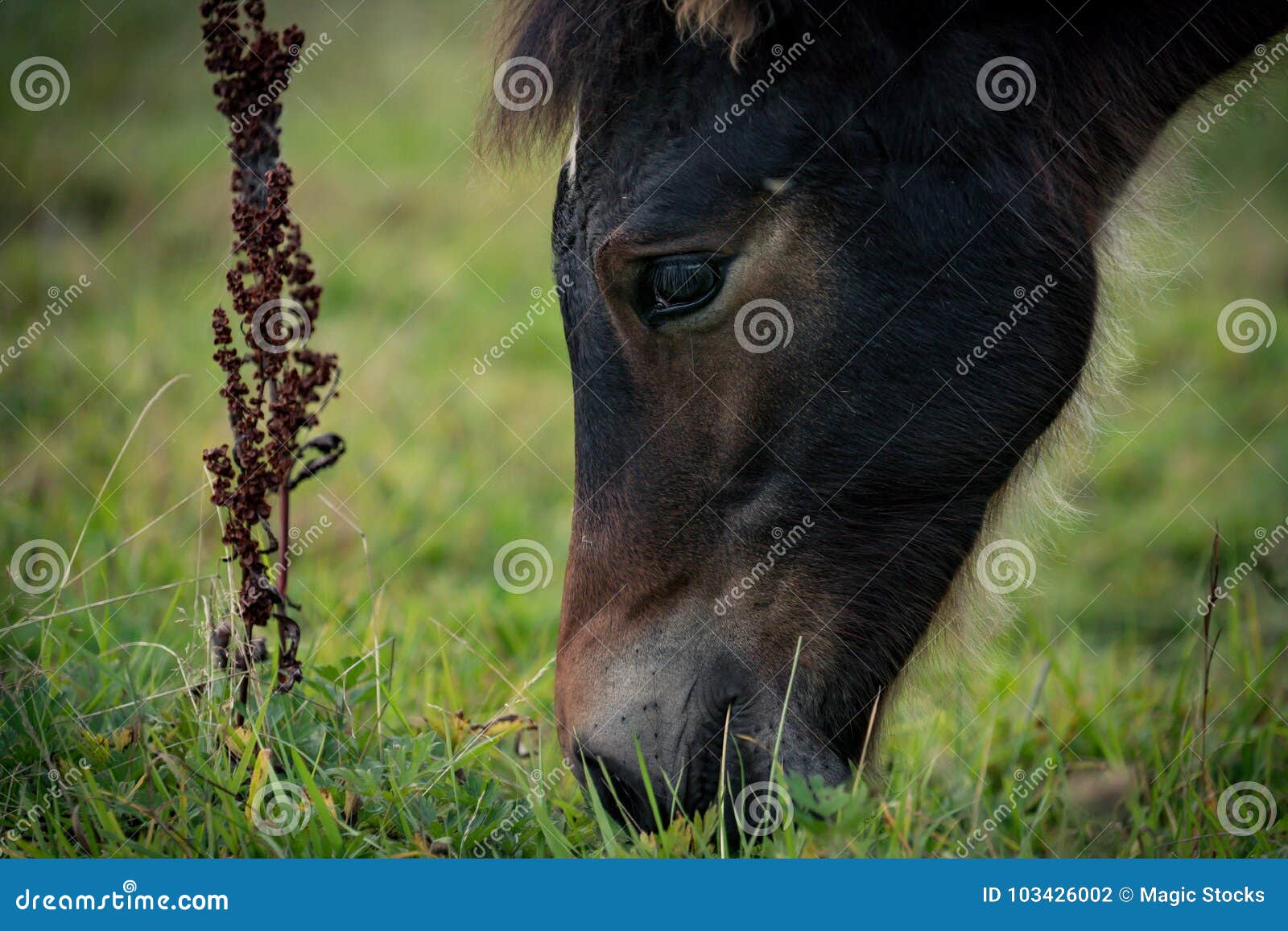 A foal eating grass stock photo. Image of summer, mammals - 103426002