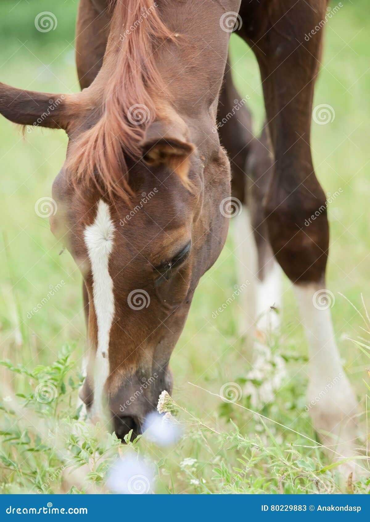 Foal Eating Grass at the Pasture. Close Up Stock Image - Image of mare ...