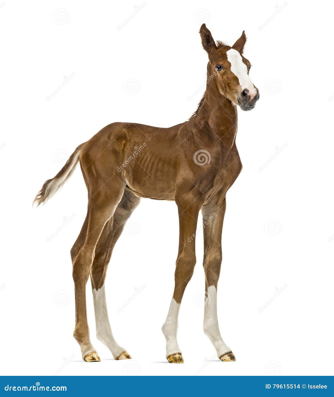 Foal facing stock photo. Image of isolated, profile, background - 79615514