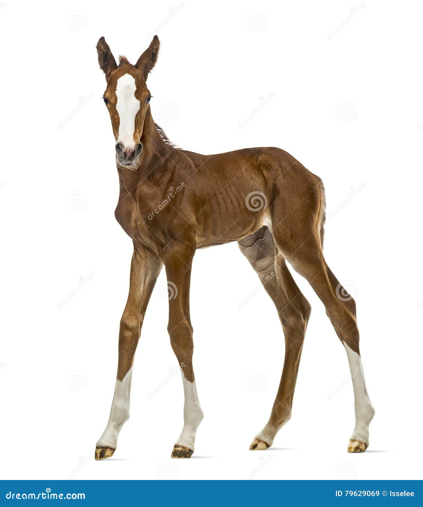 Foal facing stock image. Image of facing, foal, horse - 79629069