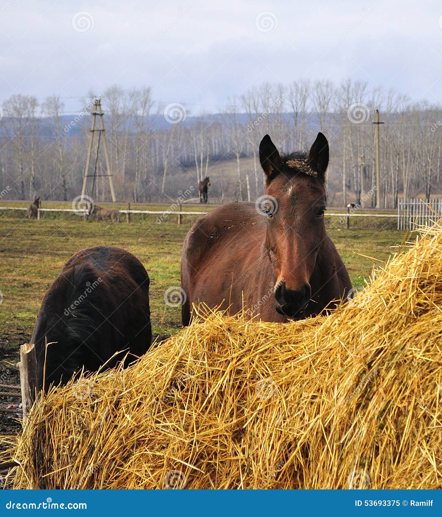 Foal farm stock image. Image of affection, nature, horizontal - 53693375