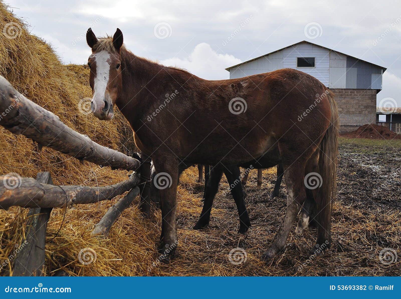 Foal farm stock photo. Image of equestrian, brown, mare - 53693382