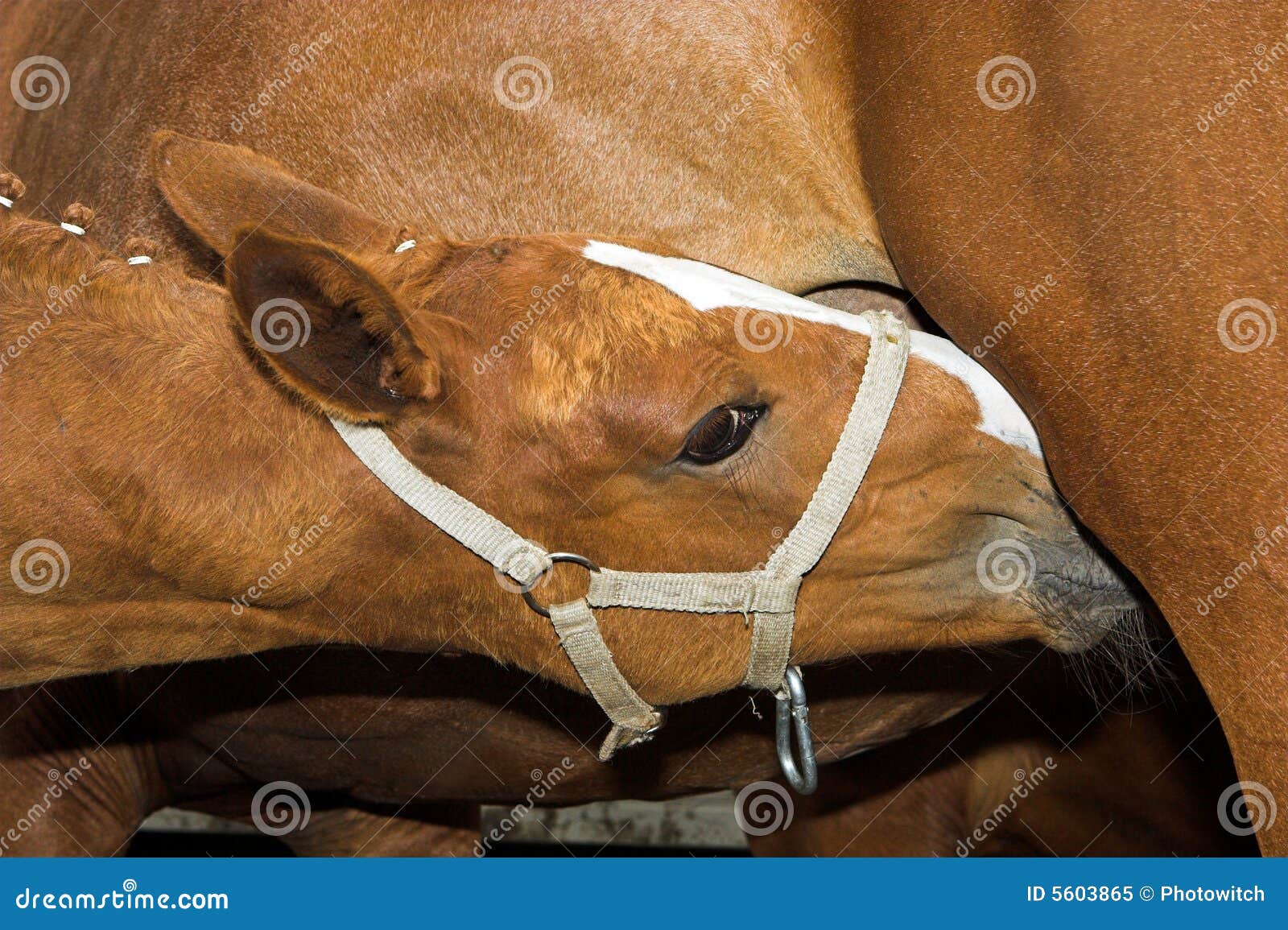 Foal feeding stock image. Image of young, spring, milk - 5603865