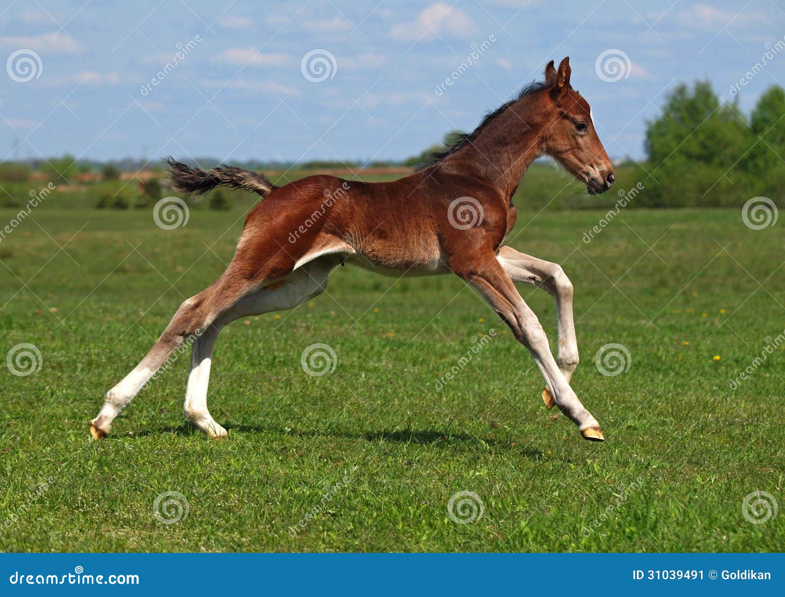 A foal galloping stock image. Image of young, beauty - 31039491