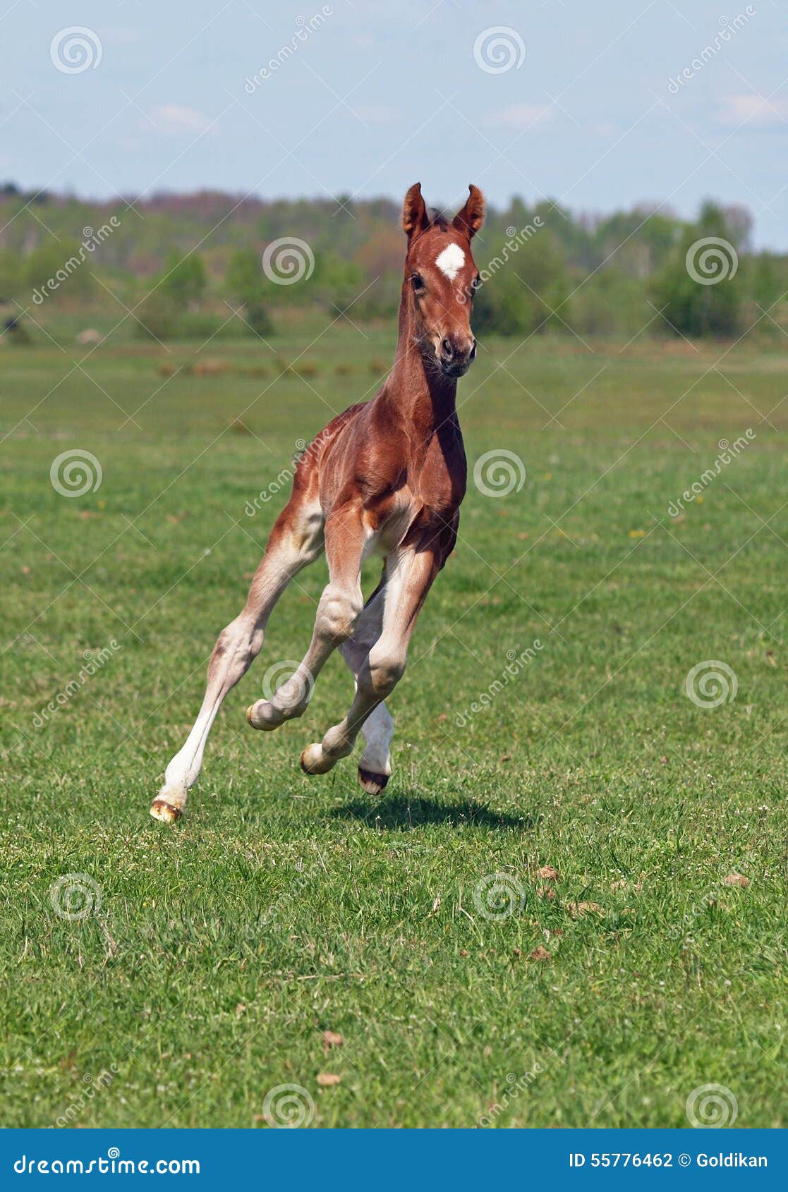 A Foal Galloping on To the Spring Meadow Stock Photo - Image of green ...