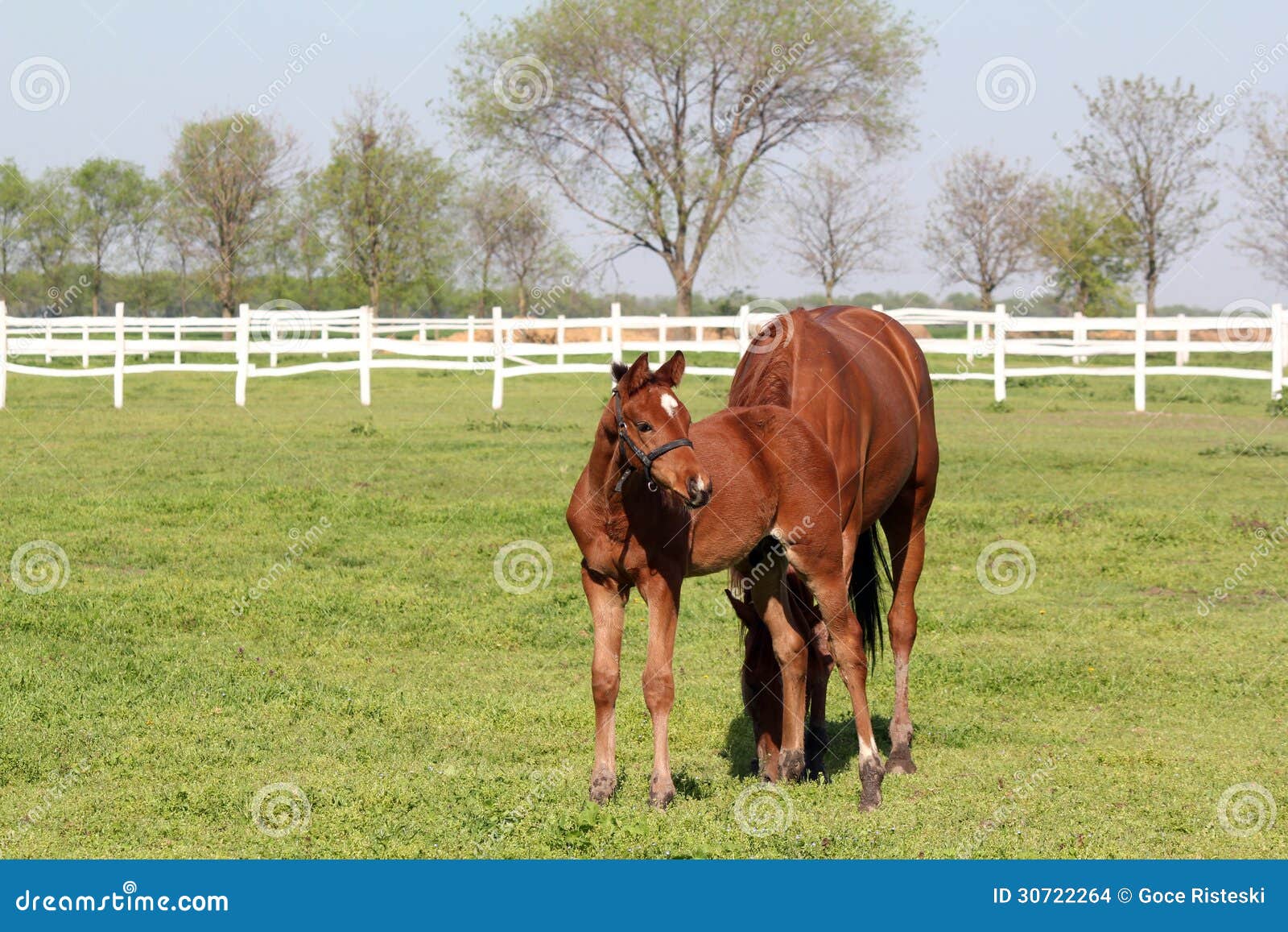 Foal and horse farm scene stock photo. Image of feeding - 30722264