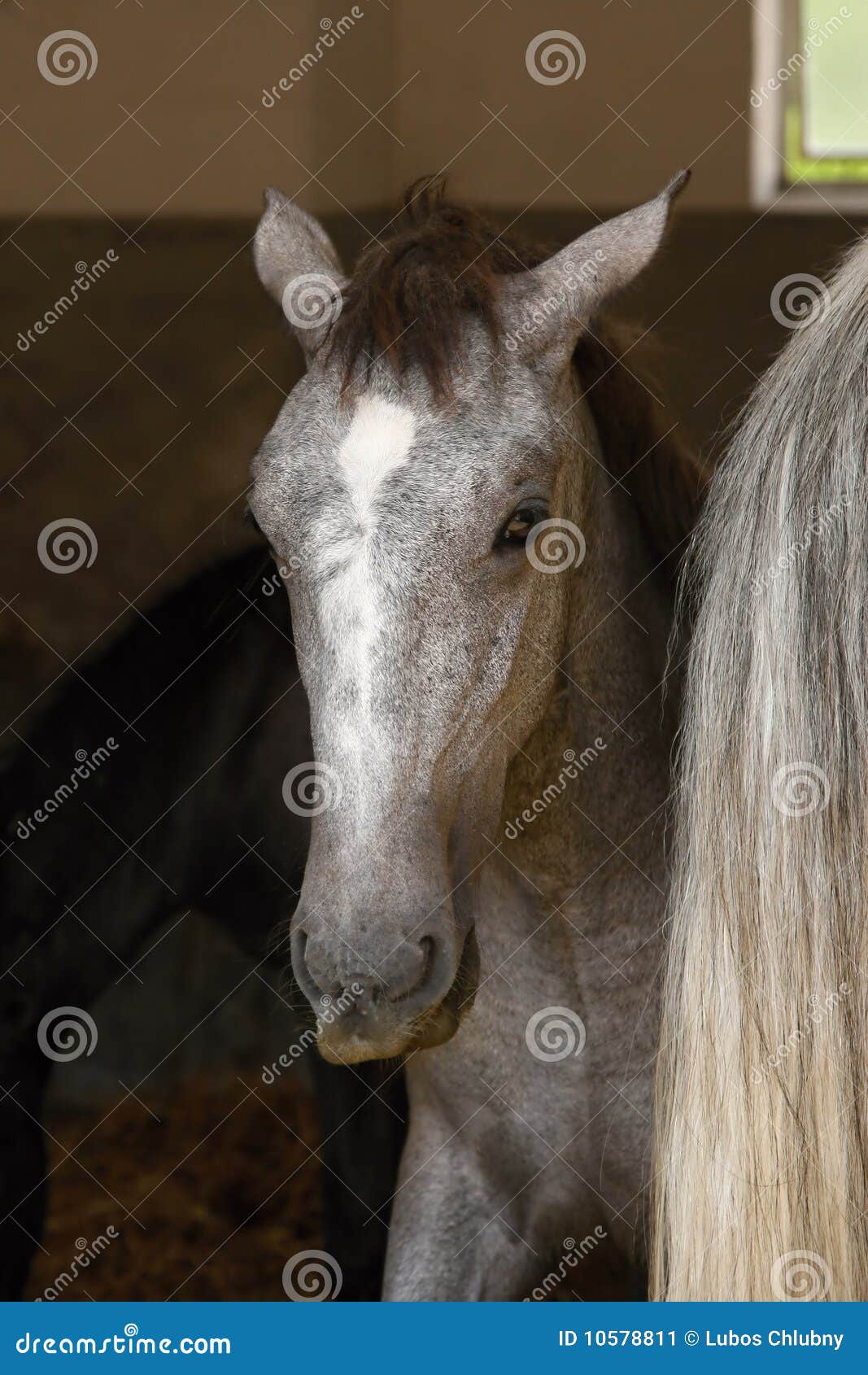 Foal of Kladruber, Oldkladruby Horse Stock Image - Image of head, mare ...